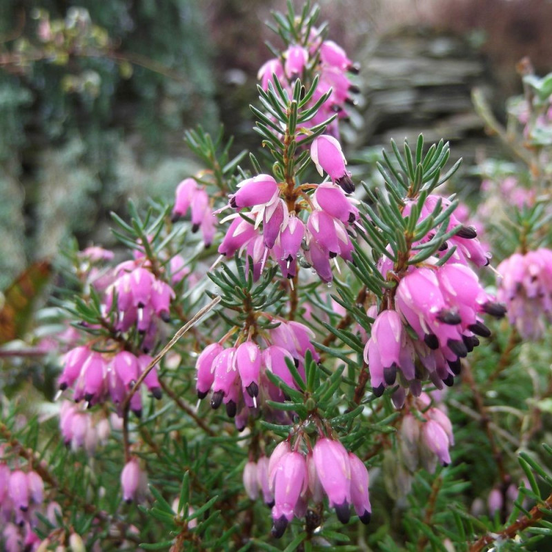 Erica carnea